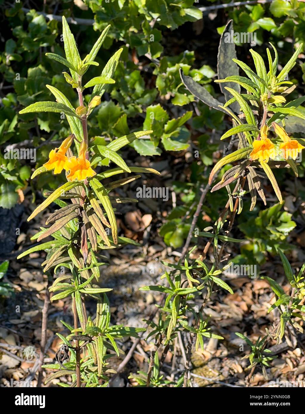 orange bush monkeyflower (Diplacus aurantiacus Stock Photo - Alamy