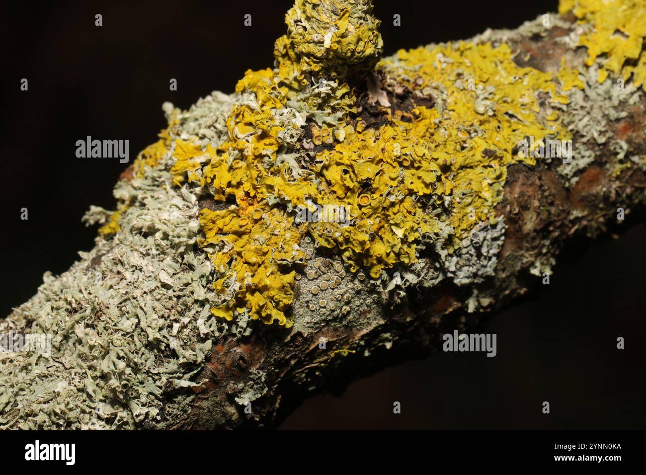 Common Sunburst Lichen (Xanthoria parietina Stock Photo - Alamy