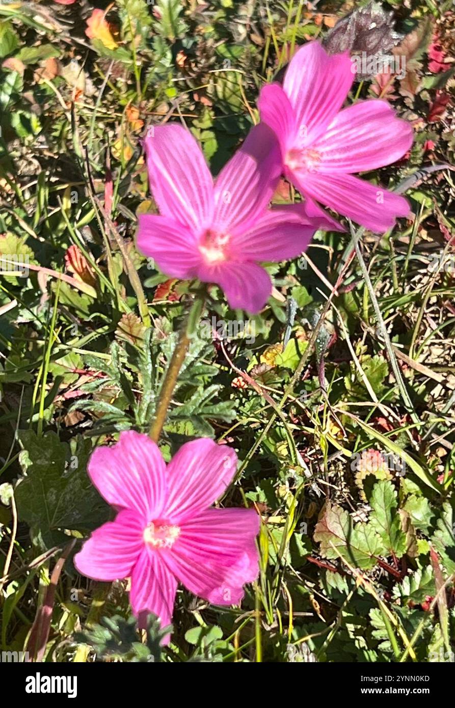 checkerbloom (Sidalcea malviflora Stock Photo - Alamy