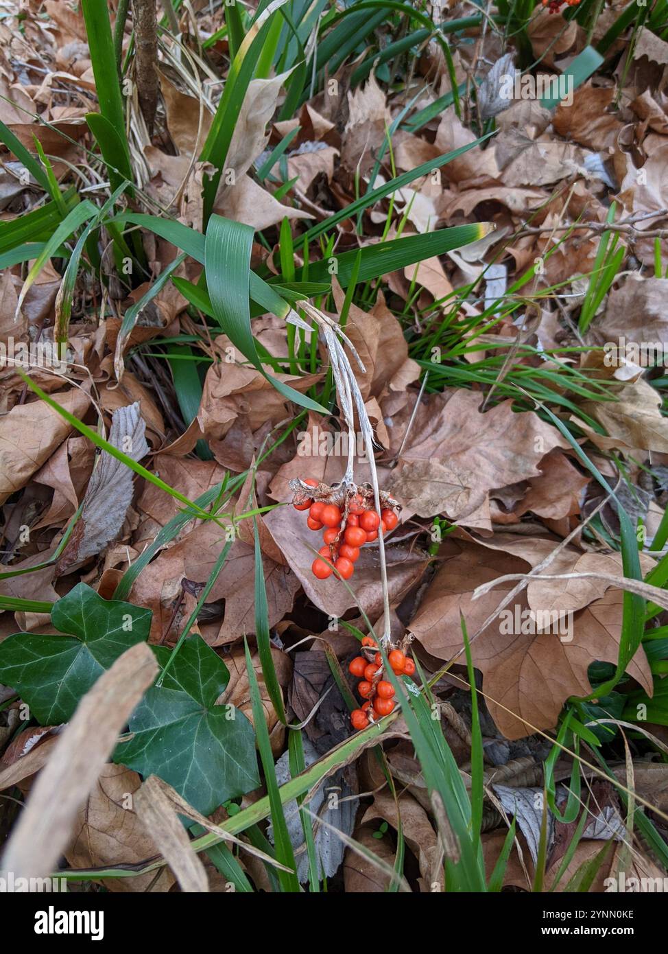 Stinking iris (Iris foetidissima Stock Photo - Alamy