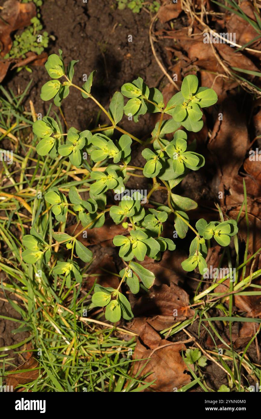 Sun spurge (Euphorbia helioscopia Stock Photo - Alamy