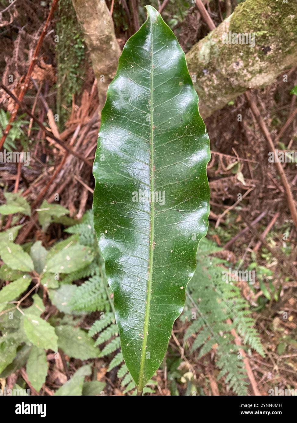 Raukawa (Raukaua edgerleyi Stock Photo - Alamy