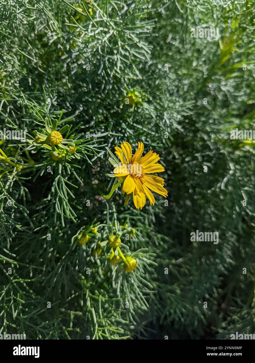 giant coreopsis (Leptosyne gigantea Stock Photo - Alamy