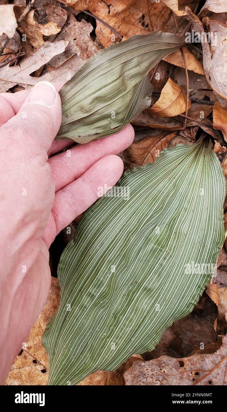 putty root (Aplectrum hyemale Stock Photo - Alamy