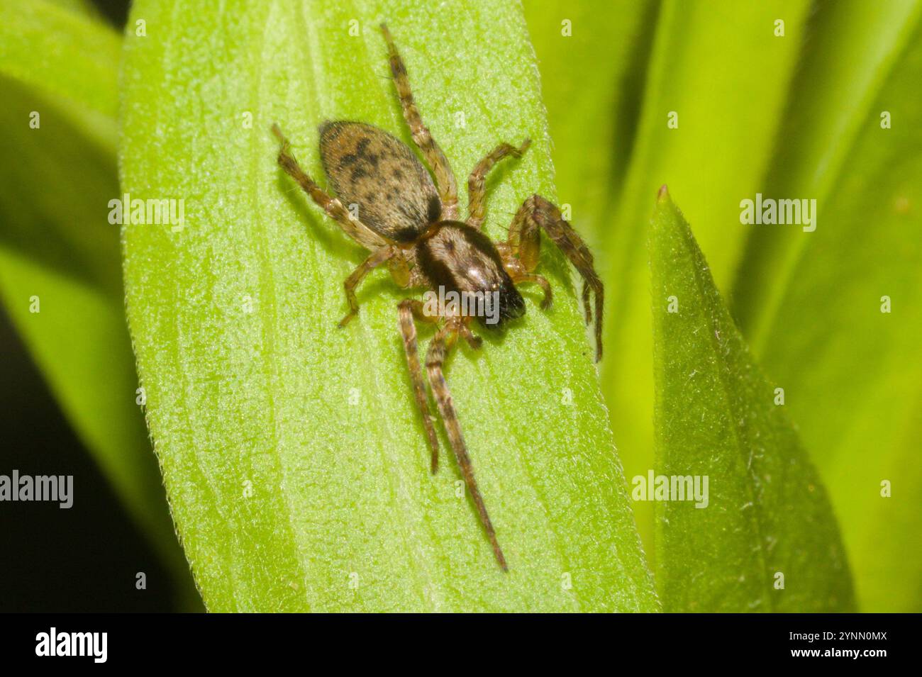 Ghost spiders anyphaenidae hi-res stock photography and images - Alamy