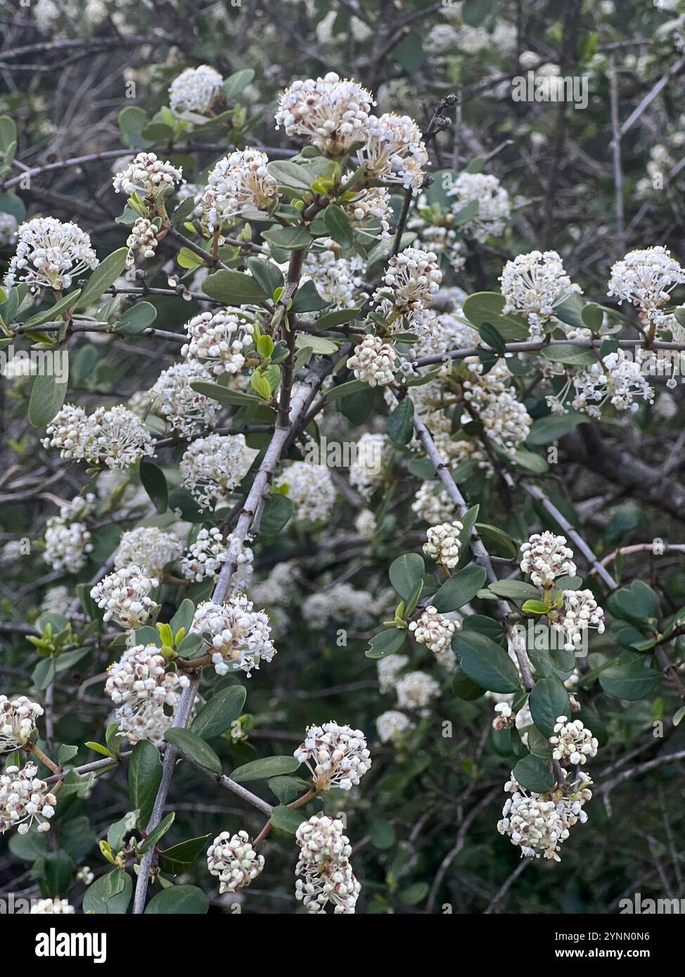 Buckbrush (Ceanothus cuneatus Stock Photo - Alamy