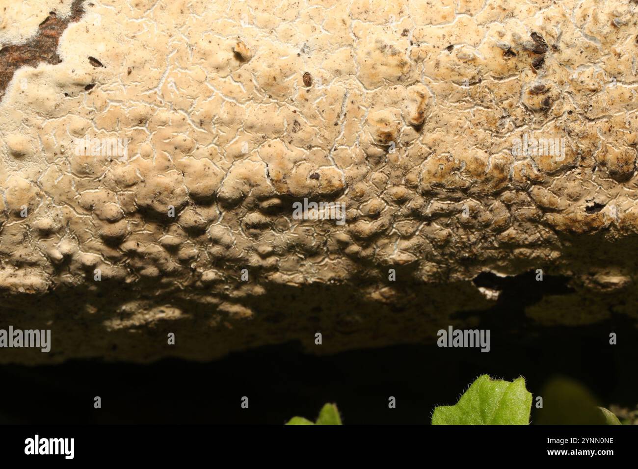 Netted Crust (Byssomerulius corium Stock Photo - Alamy