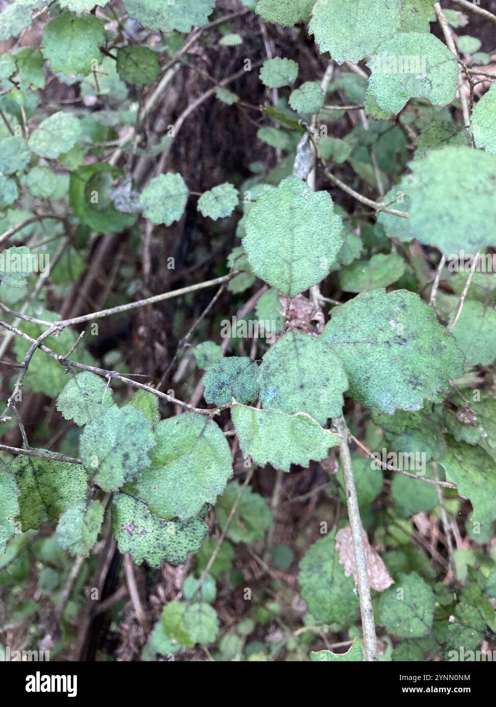 Taurepo hi-res stock photography and images - Alamy