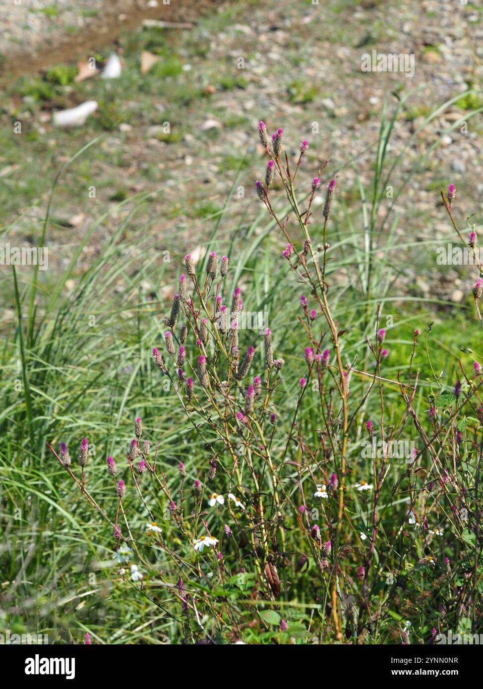 Quail Grass (Celosia argentea Stock Photo - Alamy