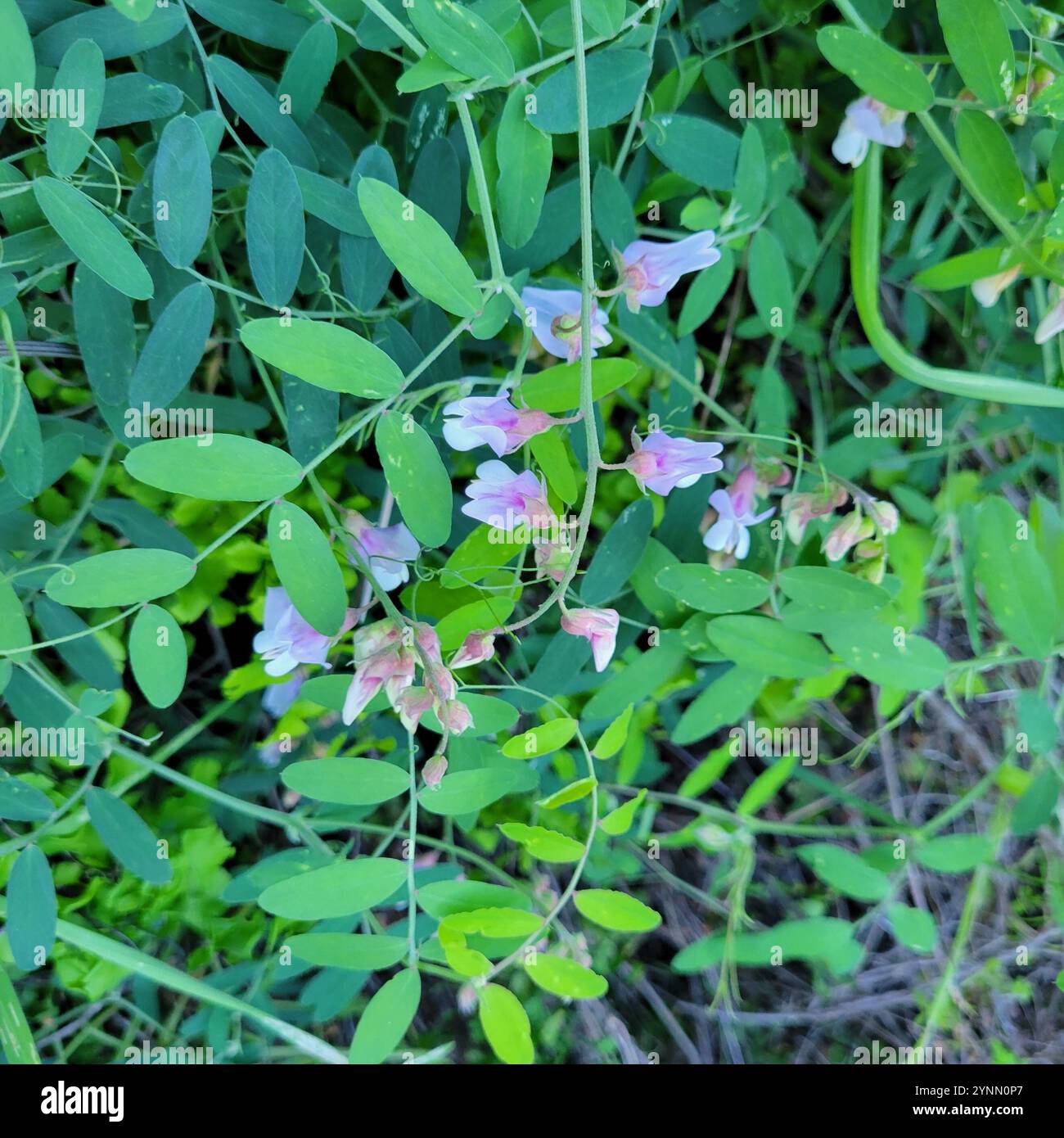 Pacific pea (Lathyrus vestitus Stock Photo - Alamy