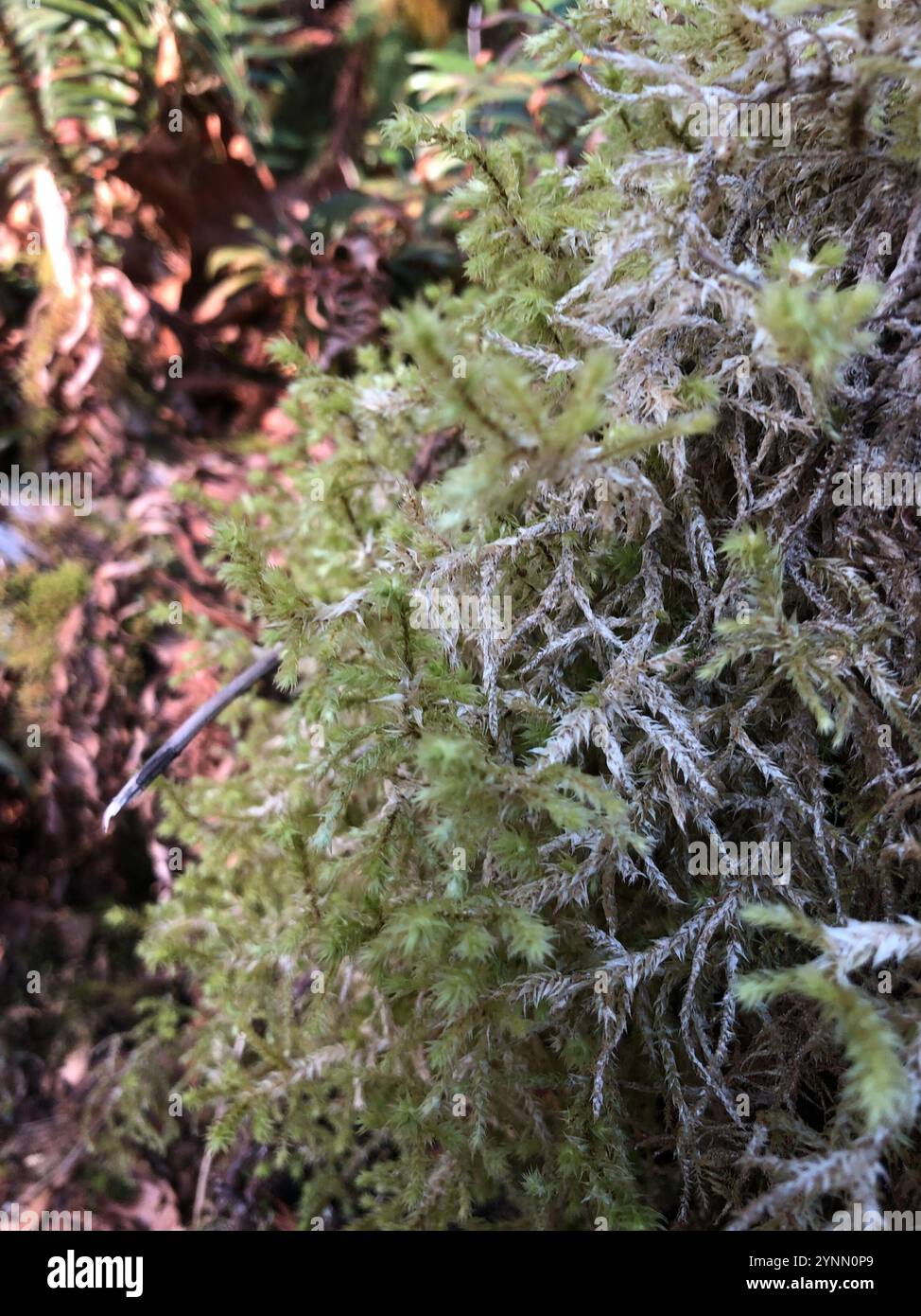 rough goose neck moss (Hylocomiadelphus triquetrus Stock Photo - Alamy