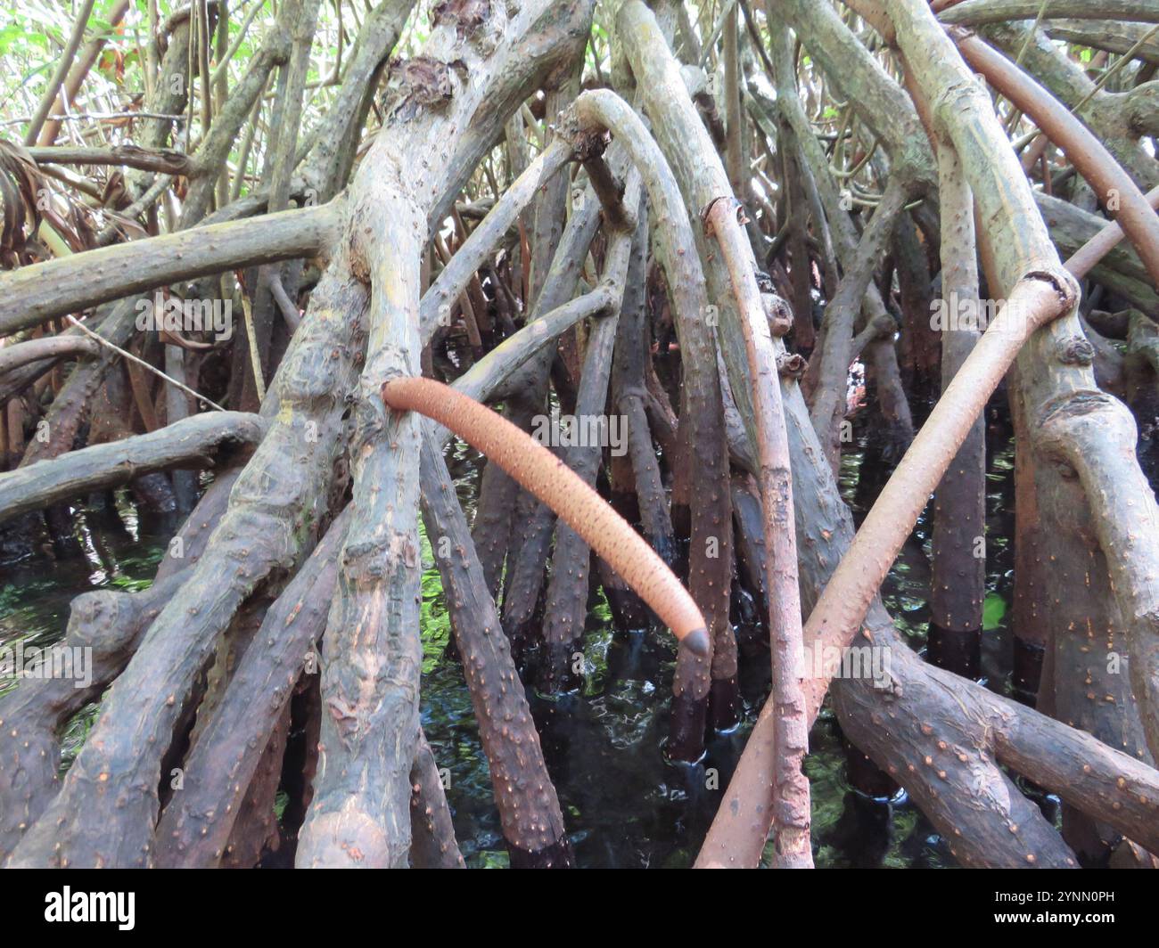 red mangrove (Rhizophora mangle Stock Photo - Alamy