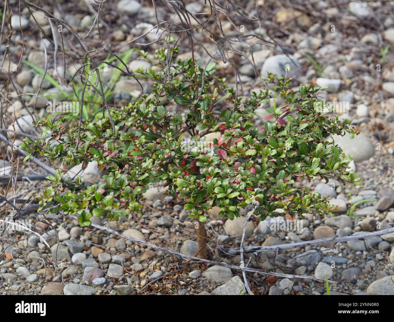 Madagascar almond (Terminalia mantaly Stock Photo - Alamy