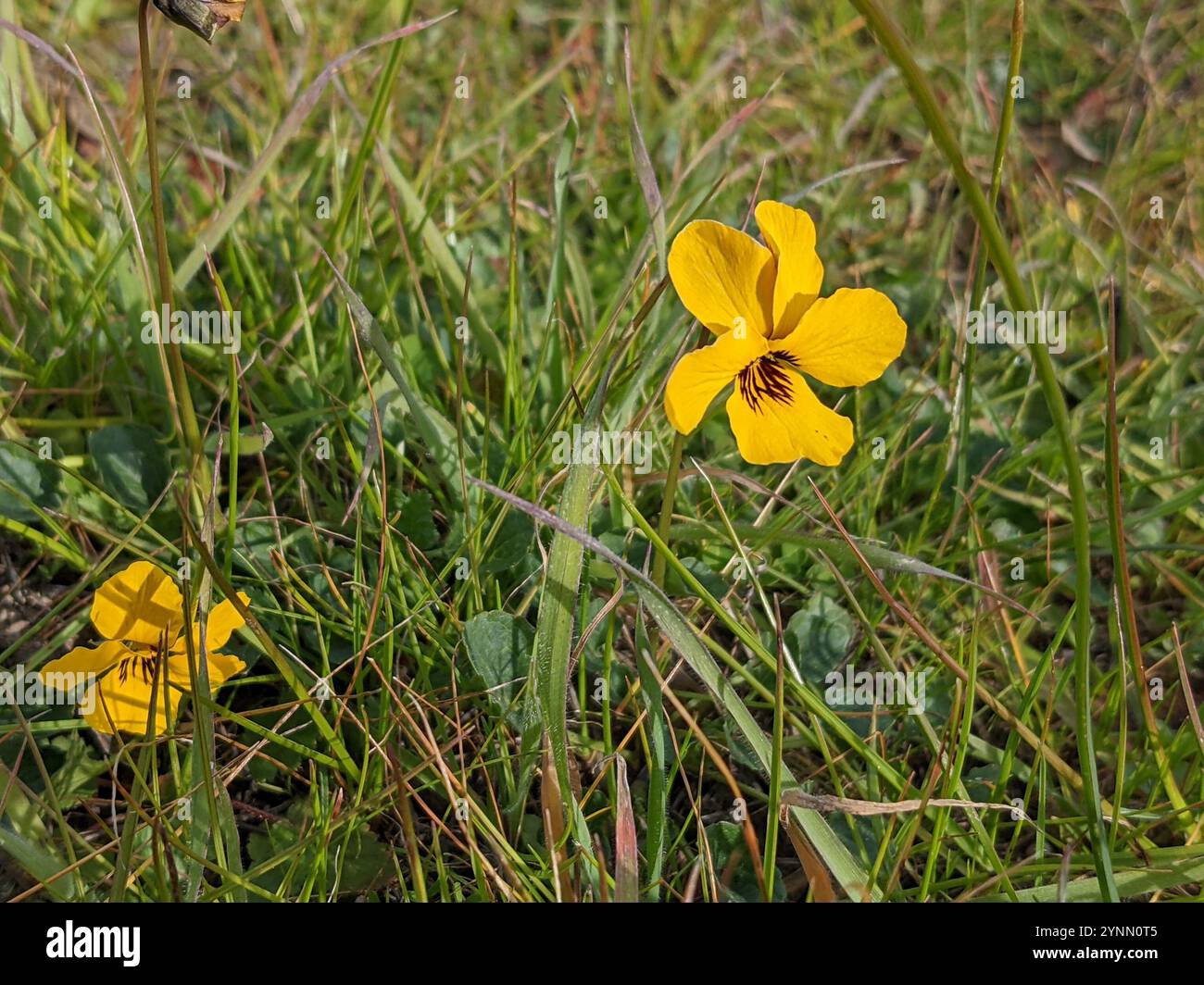 California Golden Violet (Viola pedunculata Stock Photo - Alamy