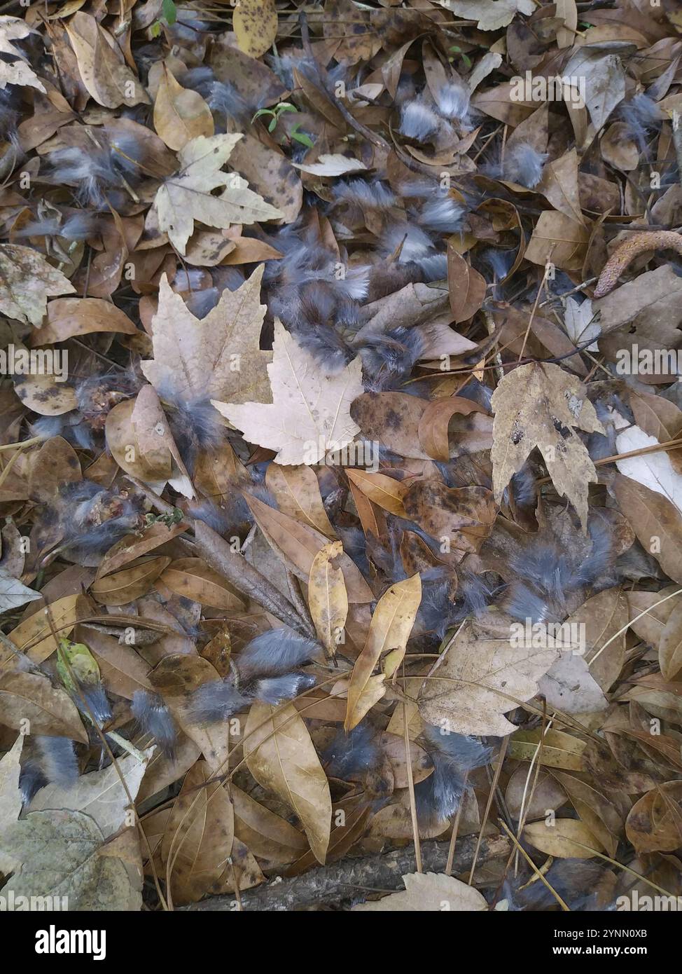 Round-tailed Muskrat (Neofiber alleni Stock Photo - Alamy