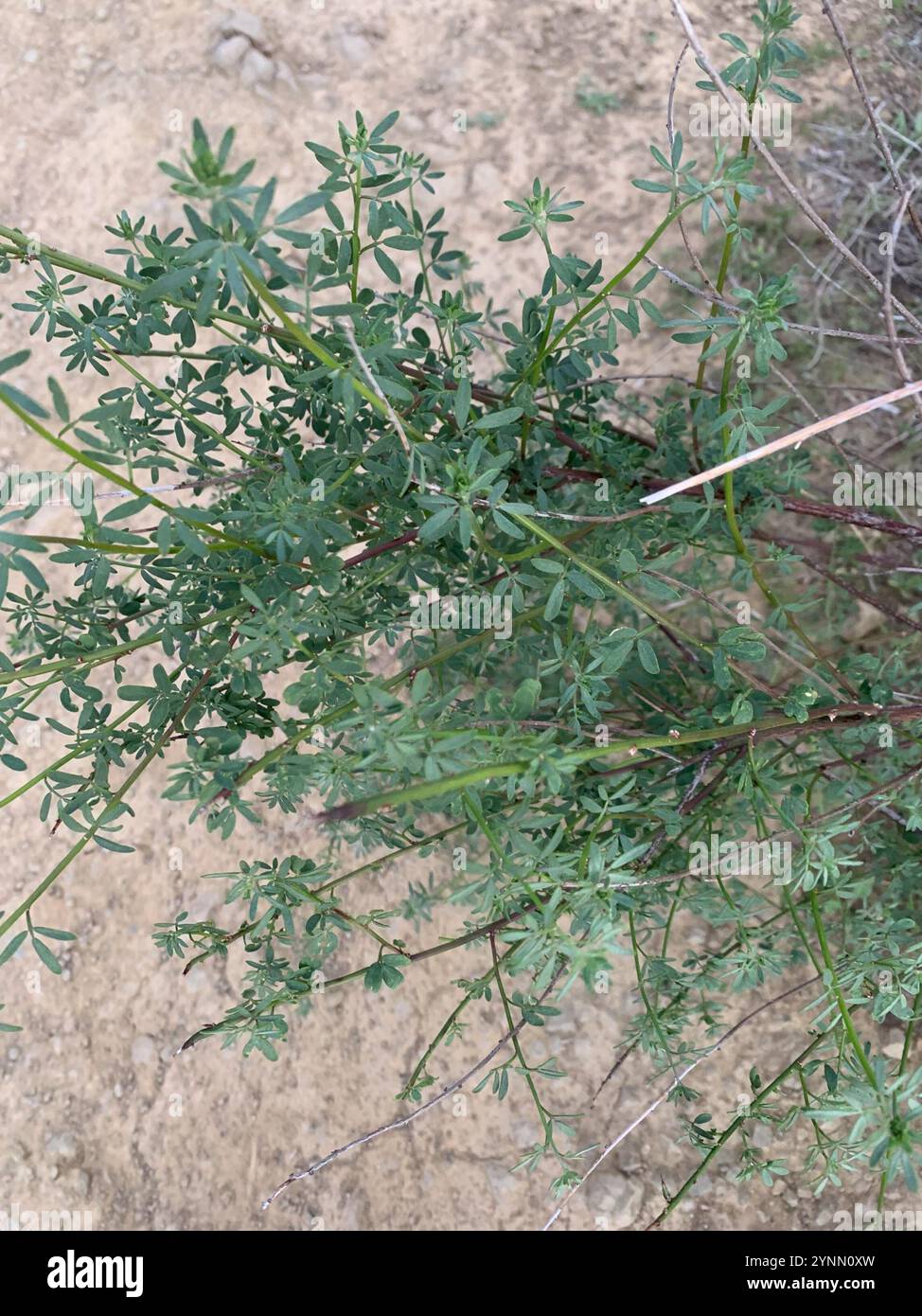 Deerweed hi-res stock photography and images - Alamy
