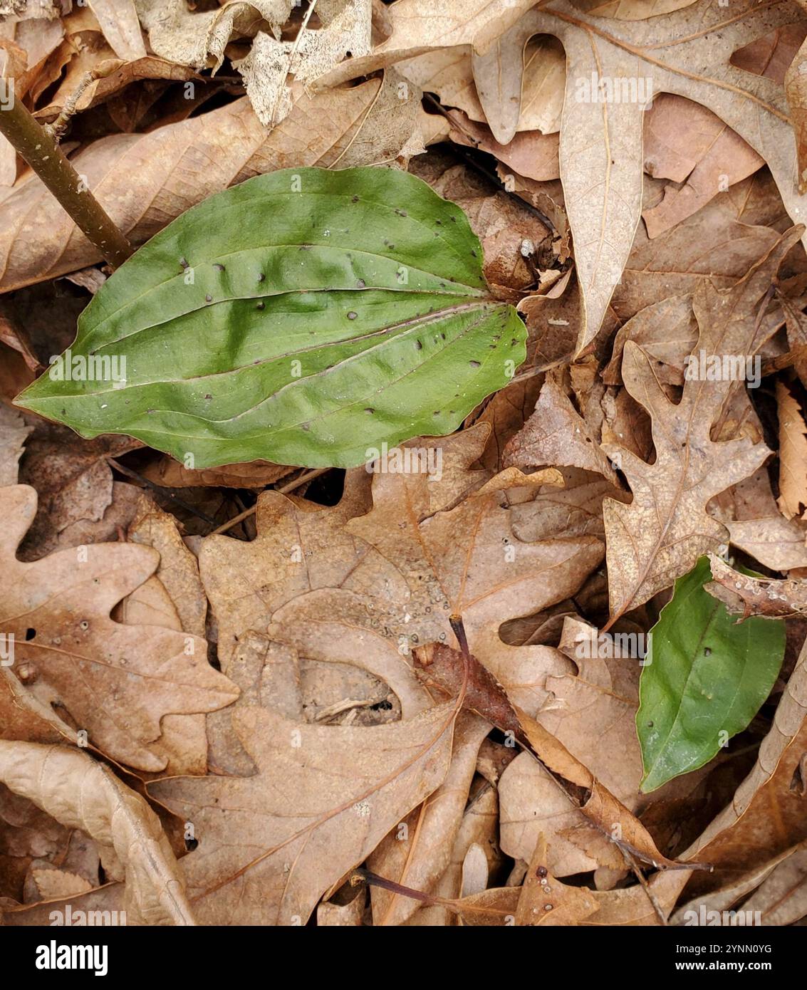 crane-fly orchid (Tipularia discolor Stock Photo - Alamy