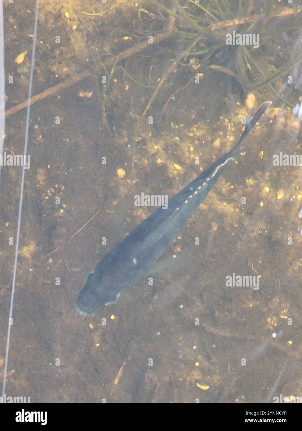 Coppernose Bluegill (Lepomis macrochirus purpurascens Stock Photo - Alamy