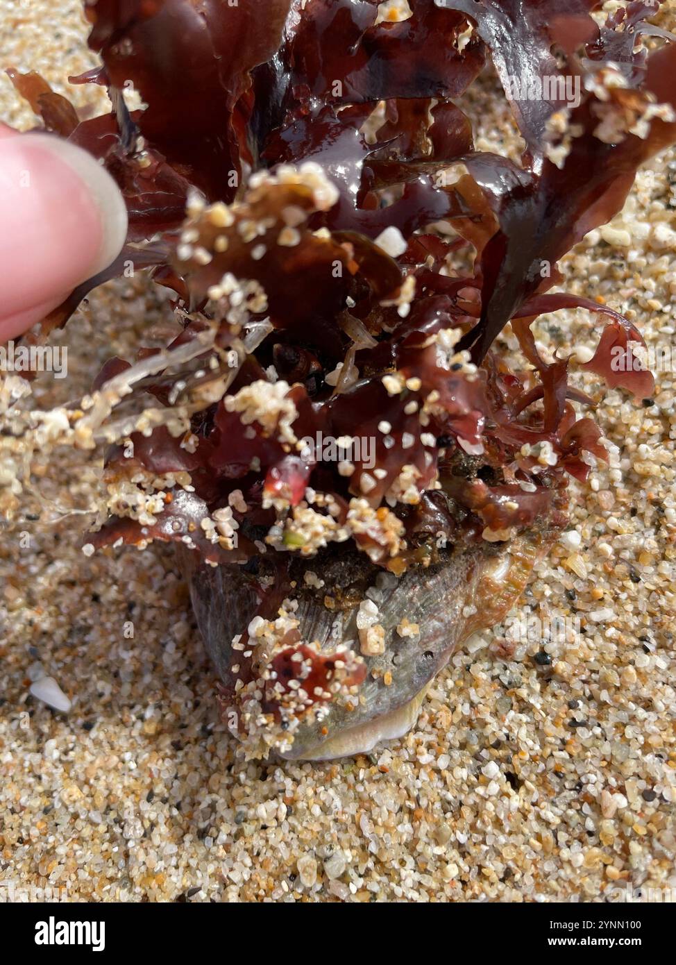 Giant Rock Scallop (Crassadoma gigantea Stock Photo - Alamy