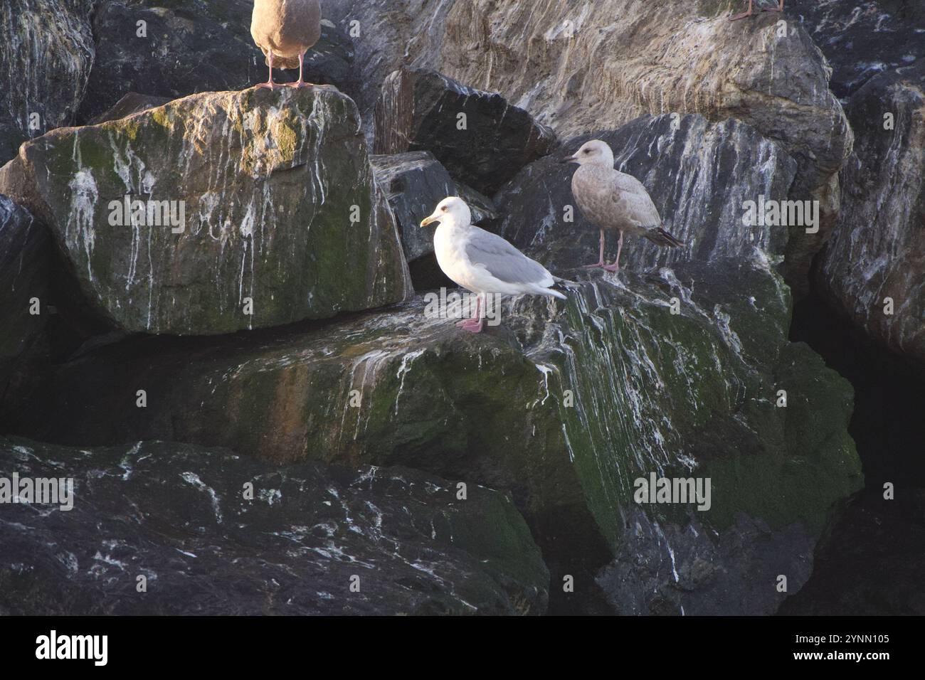 Larus glaucoides thayeri hi-res stock photography and images - Alamy