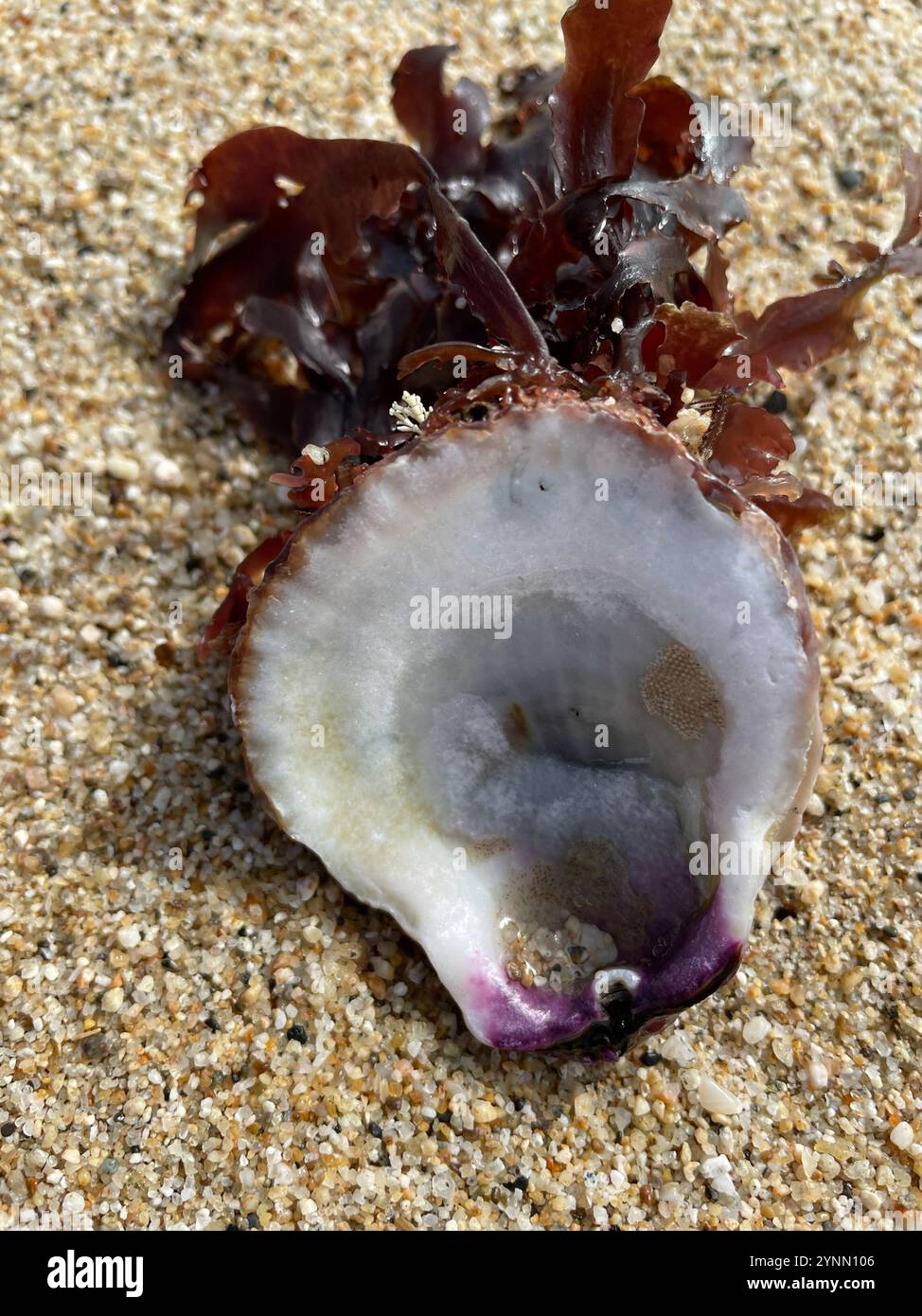 Giant Rock Scallop (Crassadoma gigantea Stock Photo - Alamy