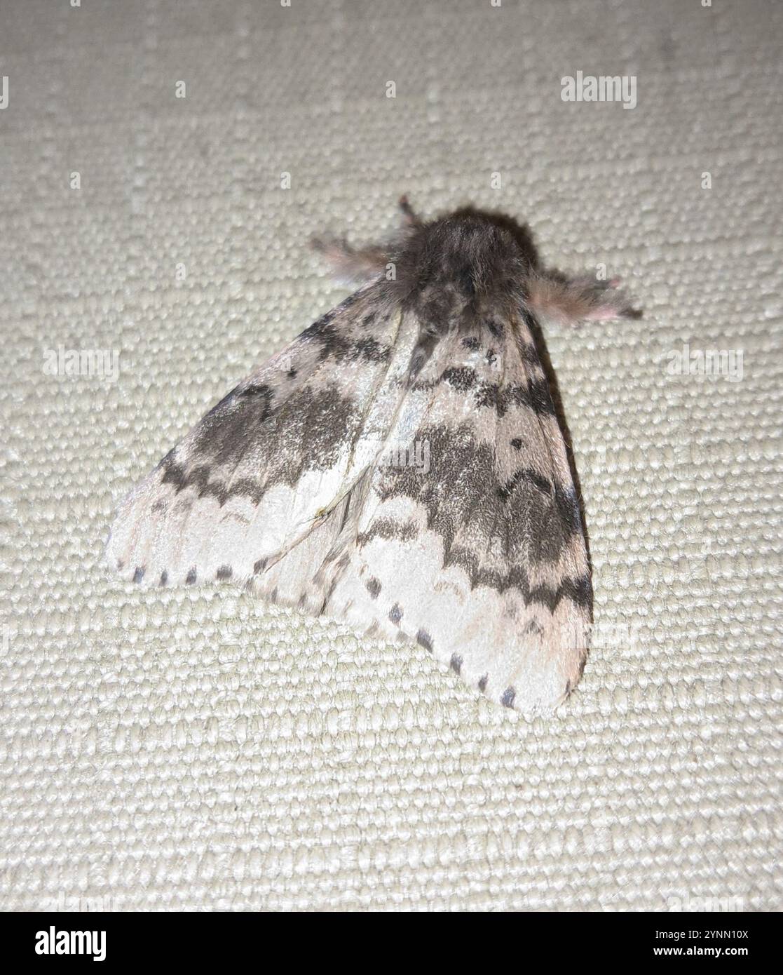 Tussock Moths (Lymantriinae Stock Photo - Alamy