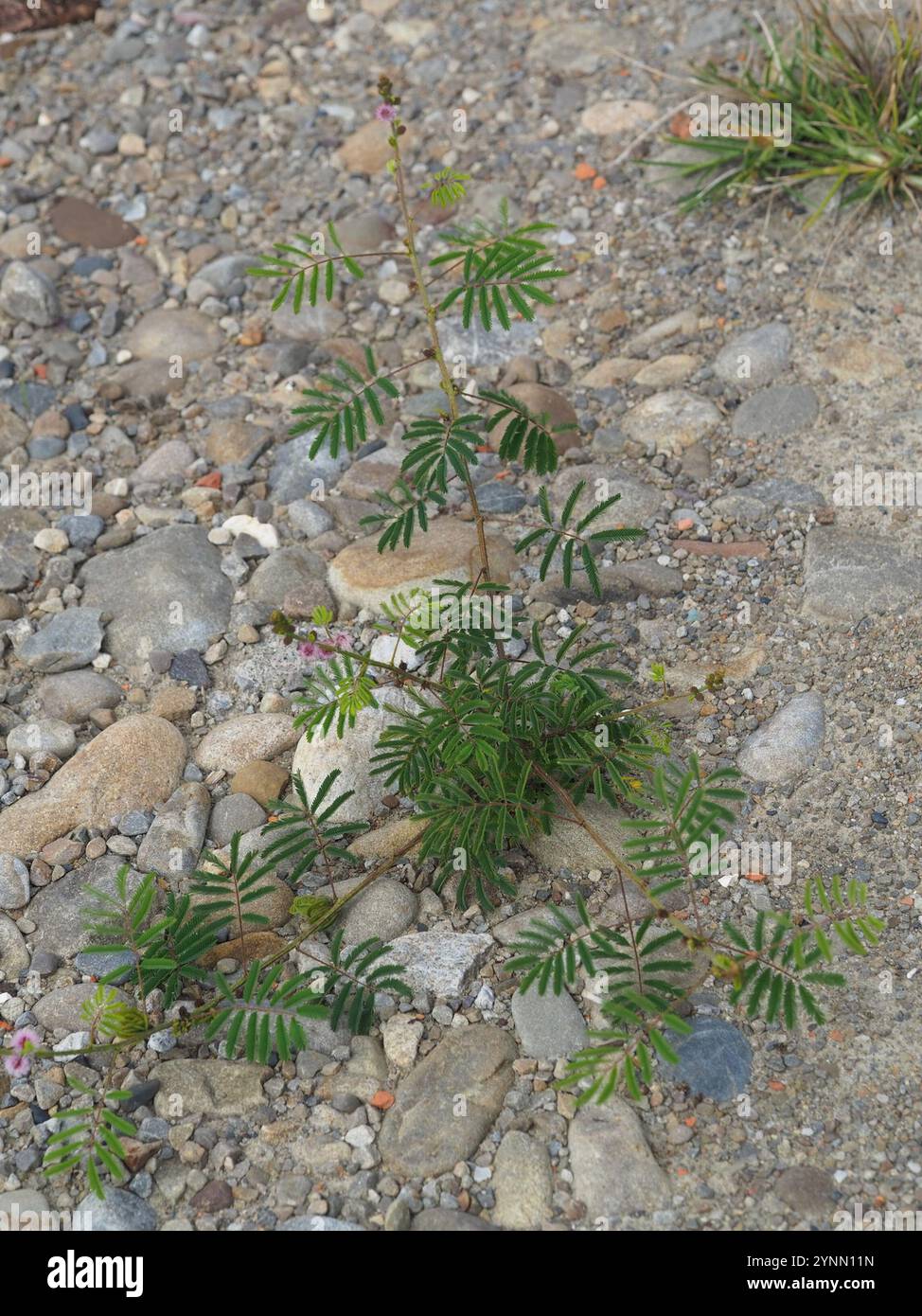giant false sensitive plant (Mimosa diplotricha Stock Photo - Alamy