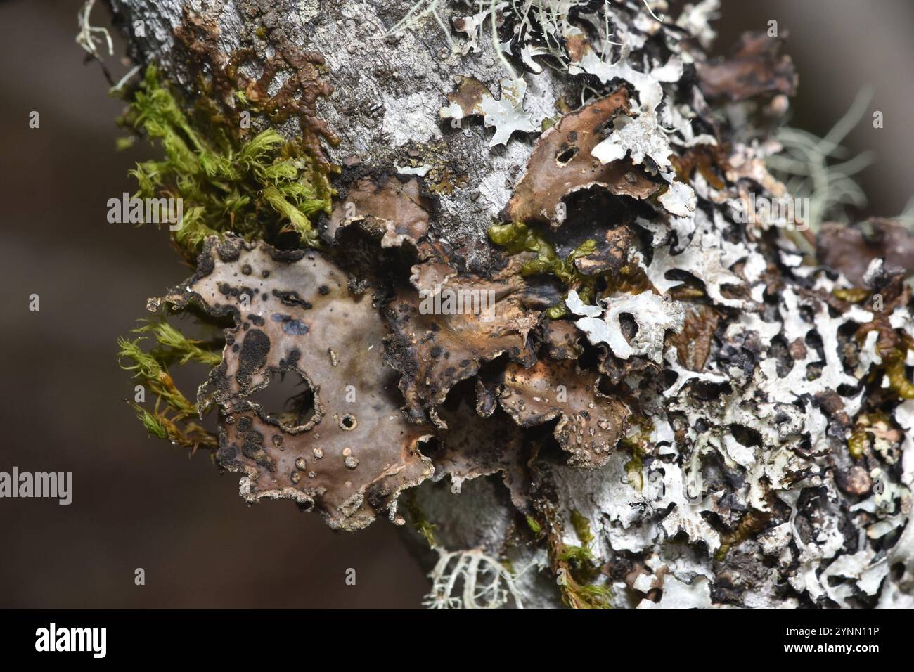 Powdered Moon Lichen (Sticta limbata Stock Photo - Alamy