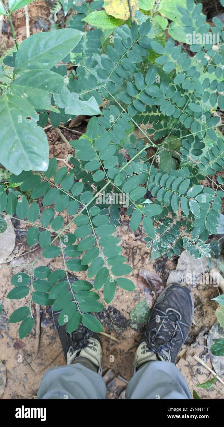 Saga Tree (Adenanthera pavonina Stock Photo - Alamy
