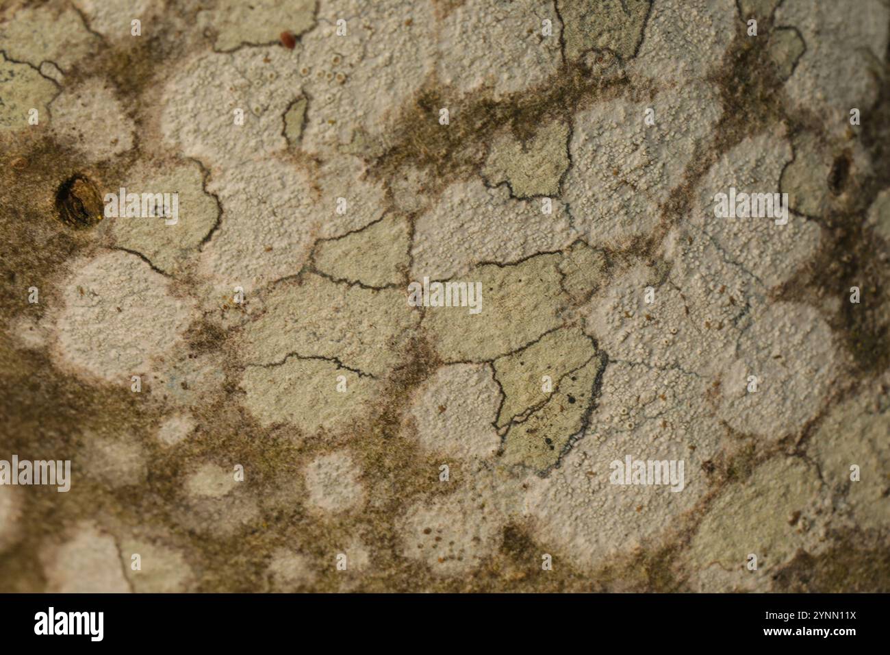 Tile Lichens (Lecidea Stock Photo - Alamy