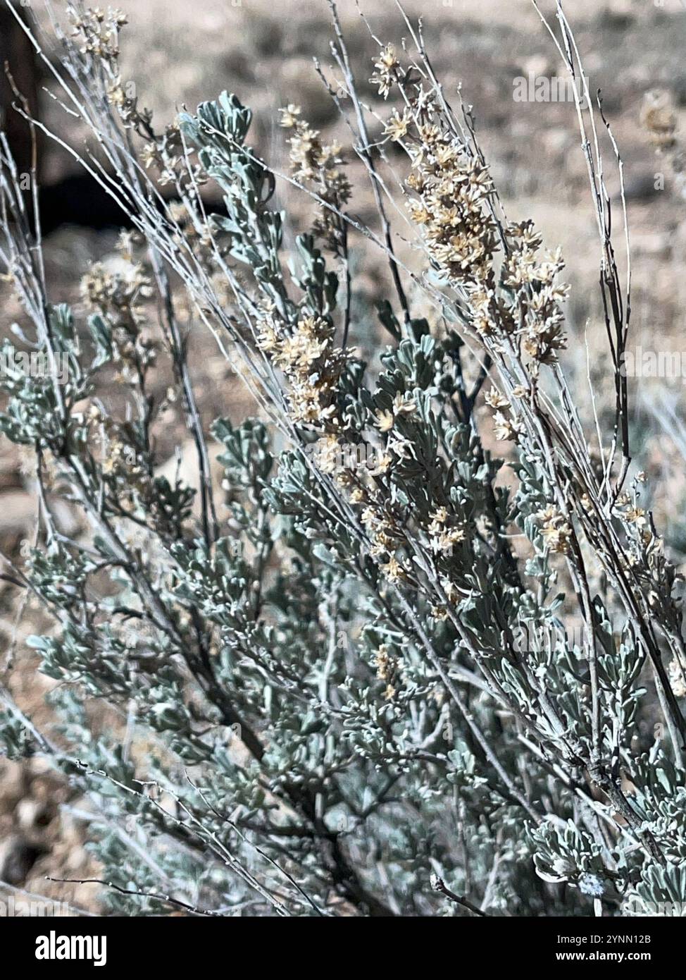 Big Sagebrush (Artemisia tridentata Stock Photo - Alamy