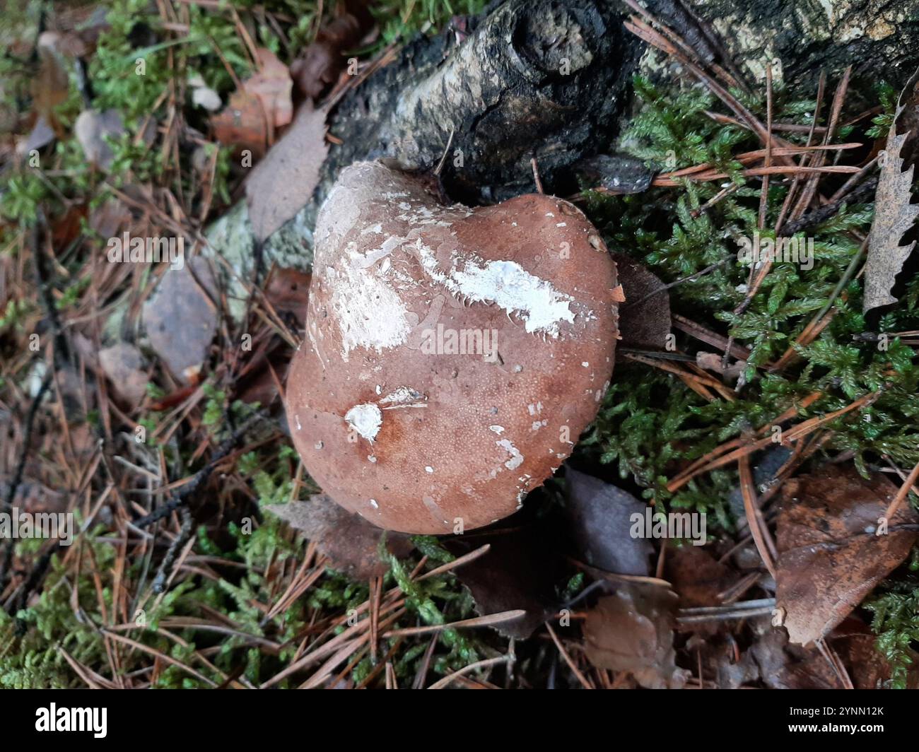 birch polypore (Fomitopsis betulina Stock Photo - Alamy
