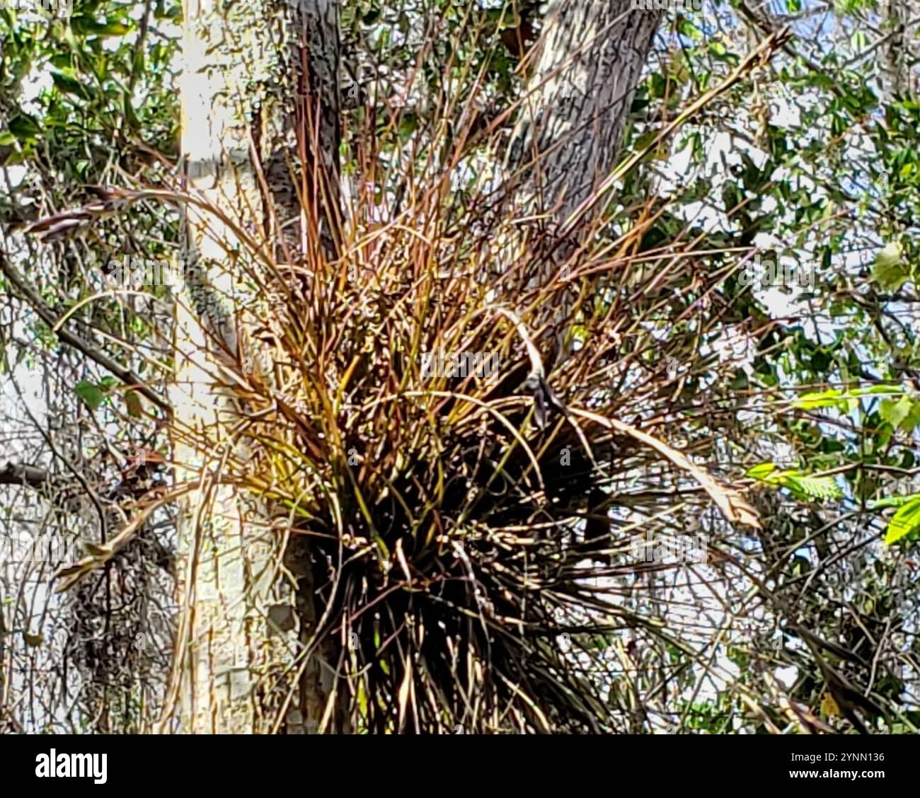 southern needleleaf airplant (Tillandsia setacea Stock Photo - Alamy