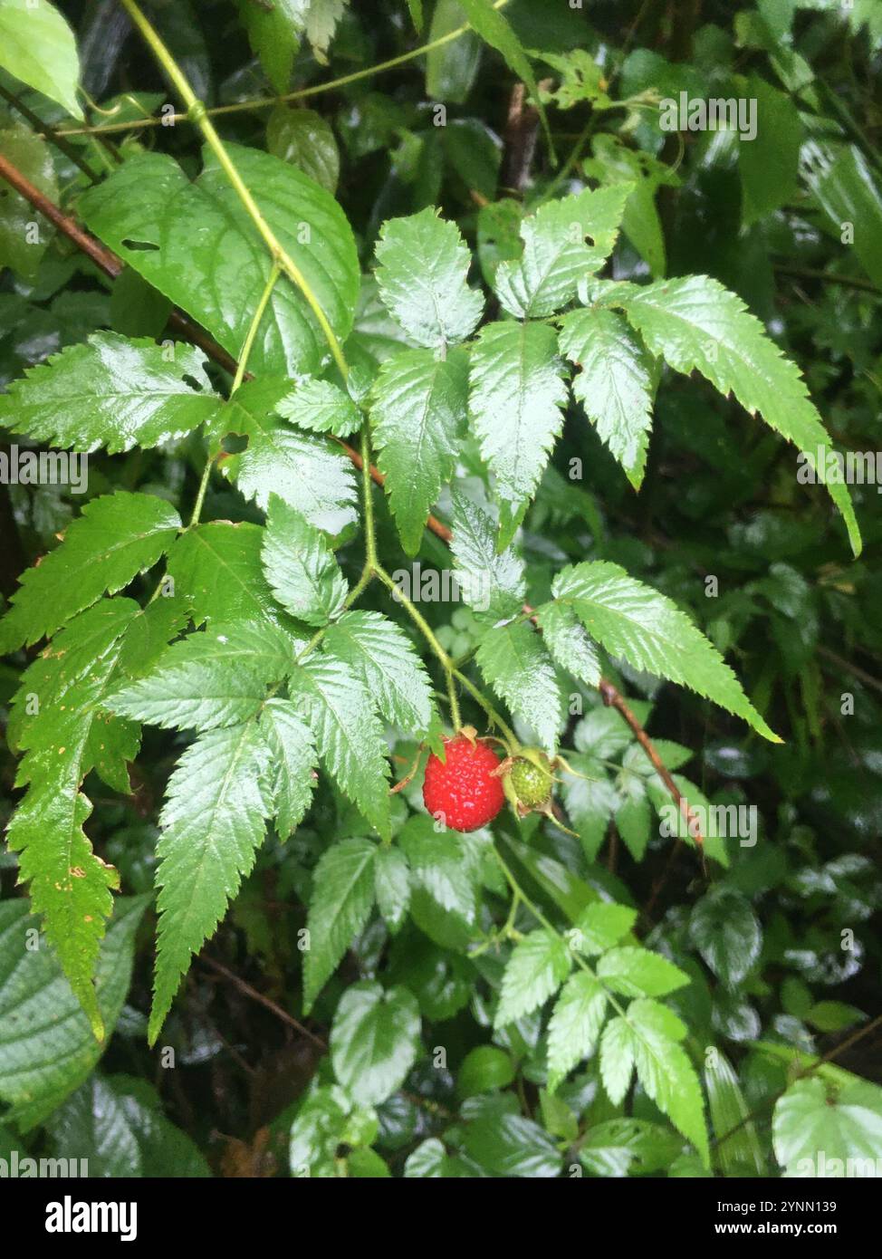 roseleaf bramble (Rubus rosifolius Stock Photo - Alamy