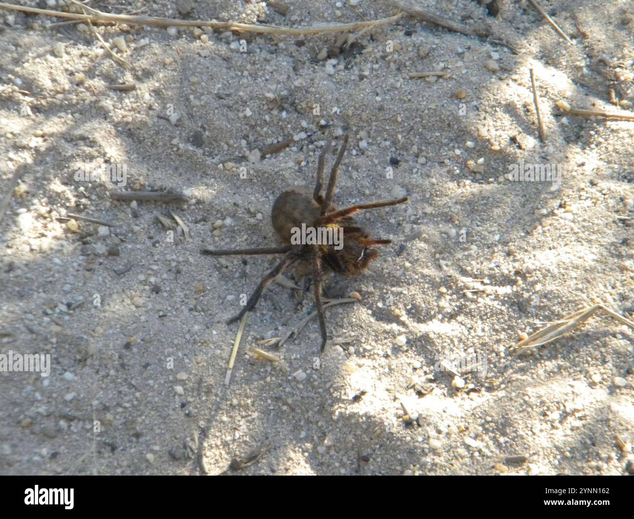 Common Rain Spider (Palystes superciliosus Stock Photo - Alamy