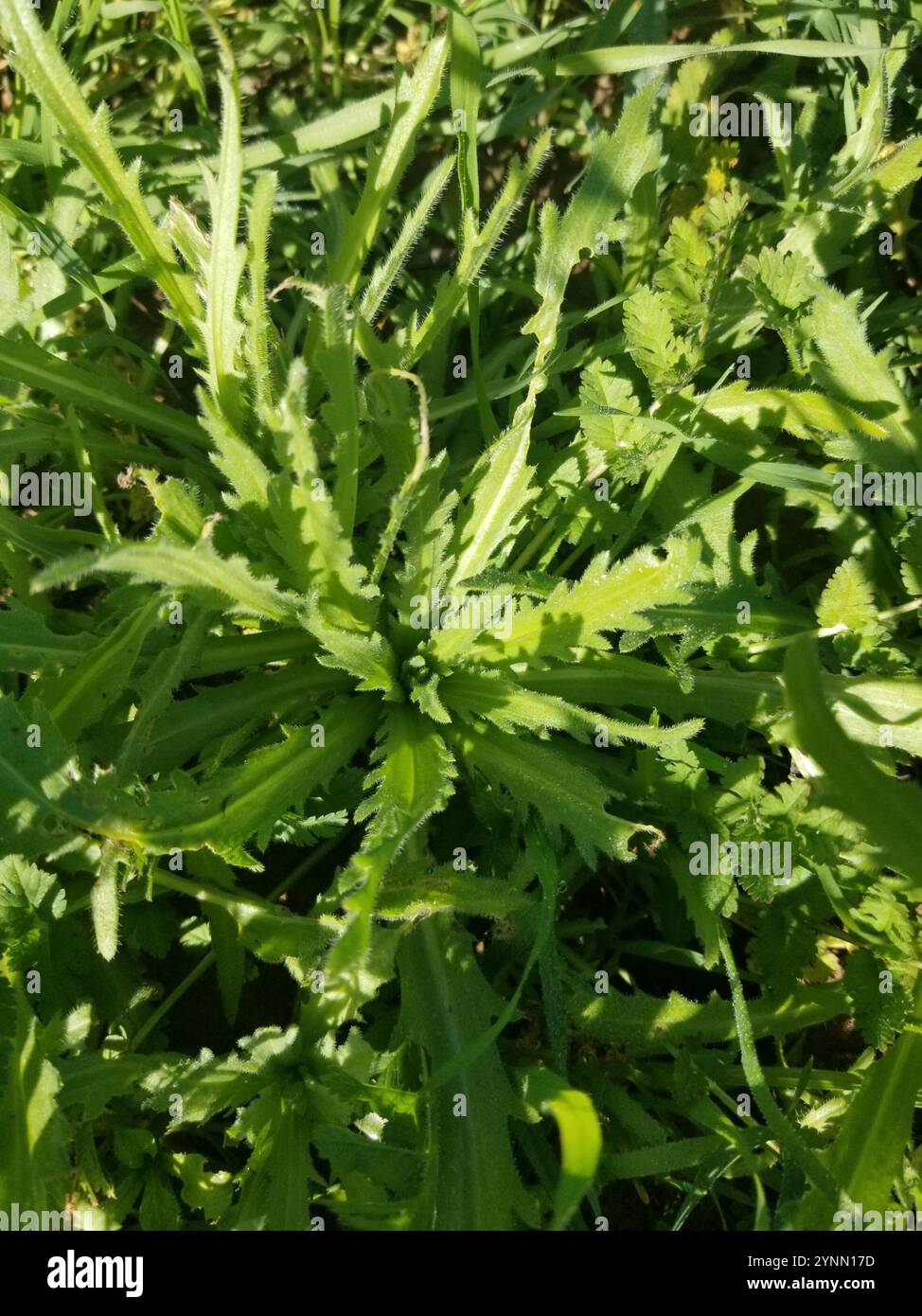 tidy tips (Layia platyglossa Stock Photo - Alamy