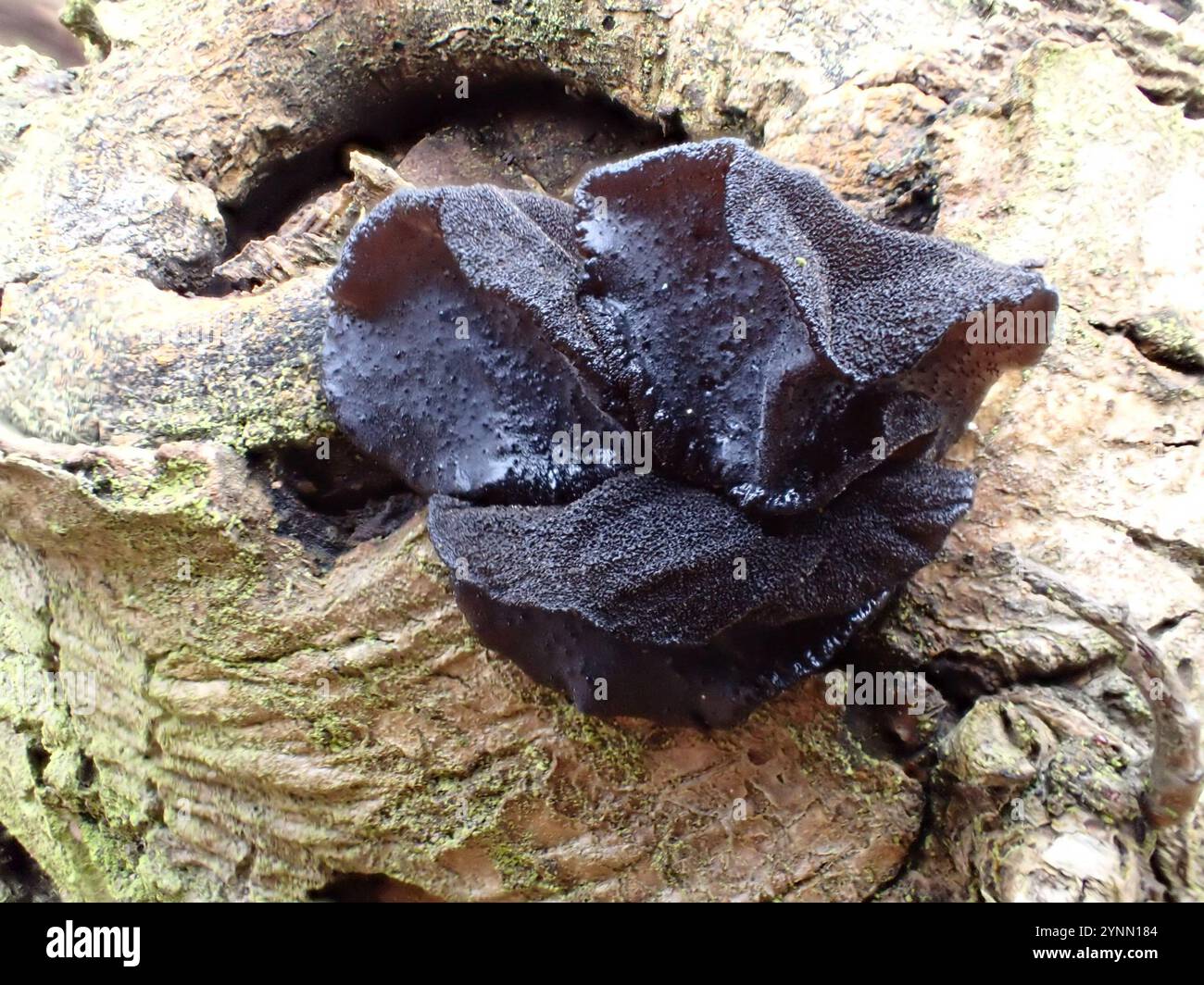 Exidia truncata hi-res stock photography and images - Alamy