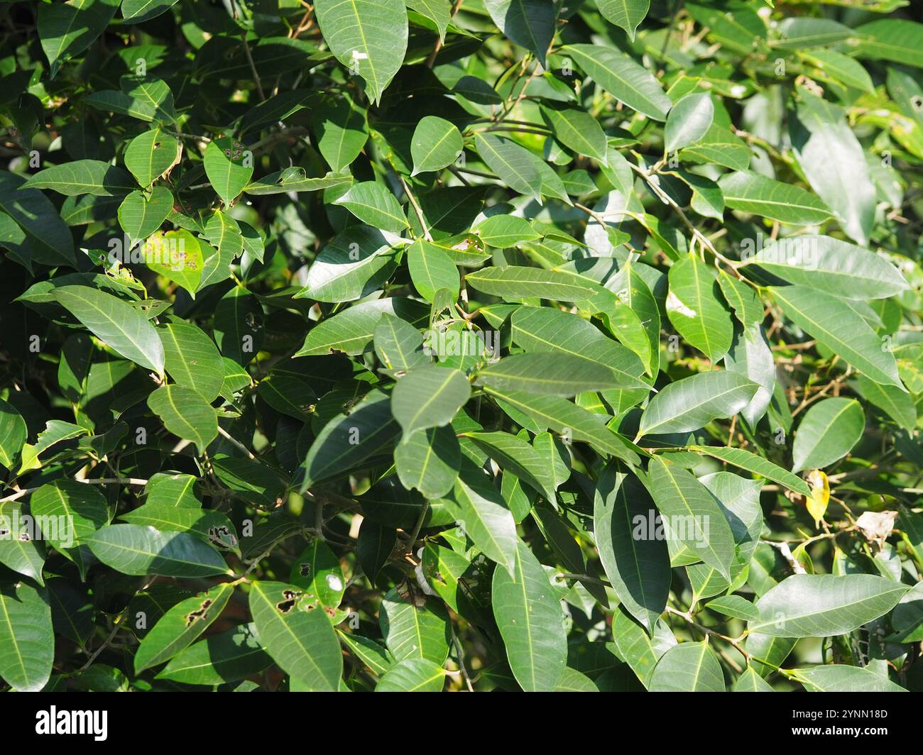 figwood (Ficus virgata Stock Photo - Alamy