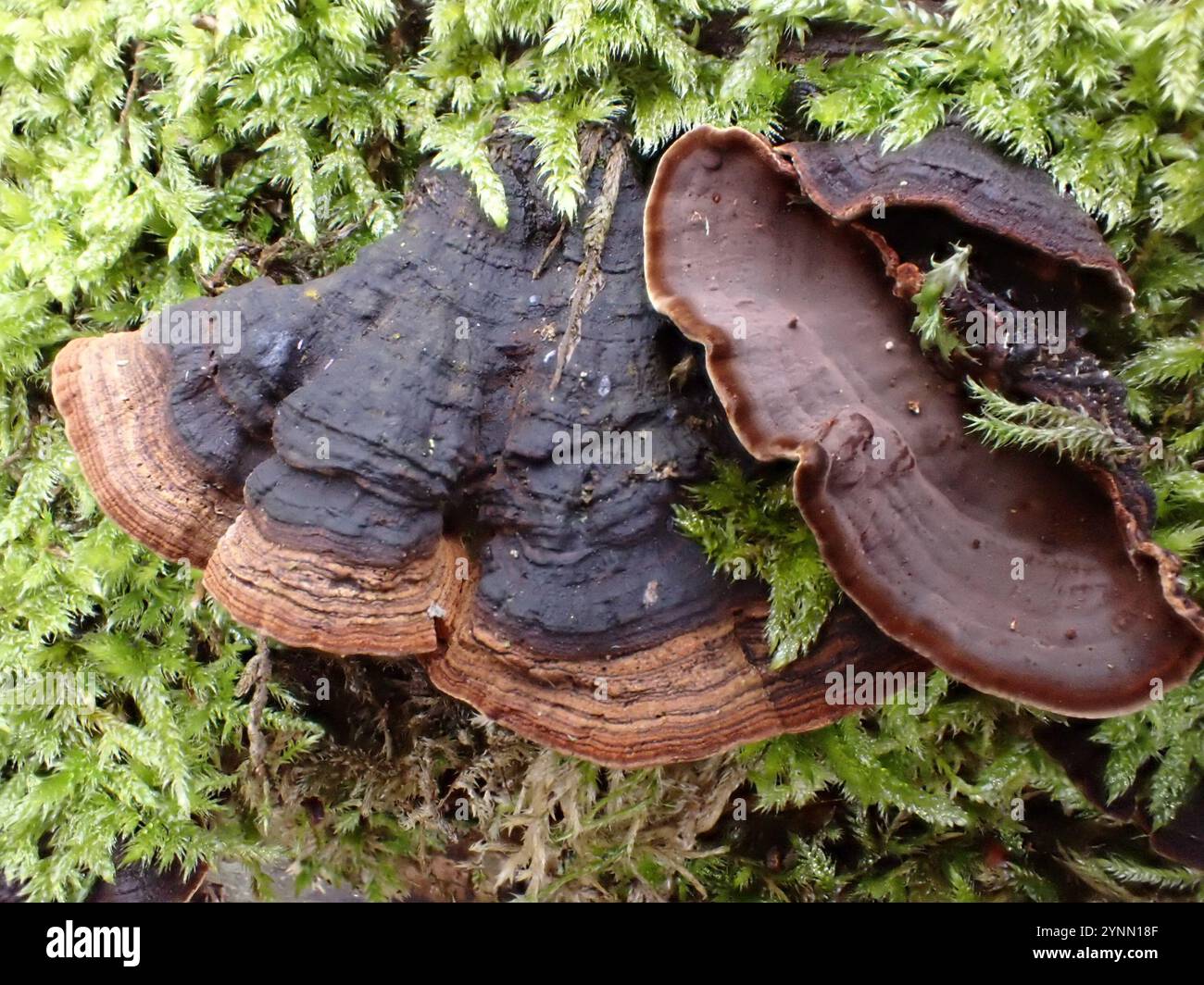 Oak Curtain Crust Fungus (Hymenochaete rubiginosa Stock Photo - Alamy