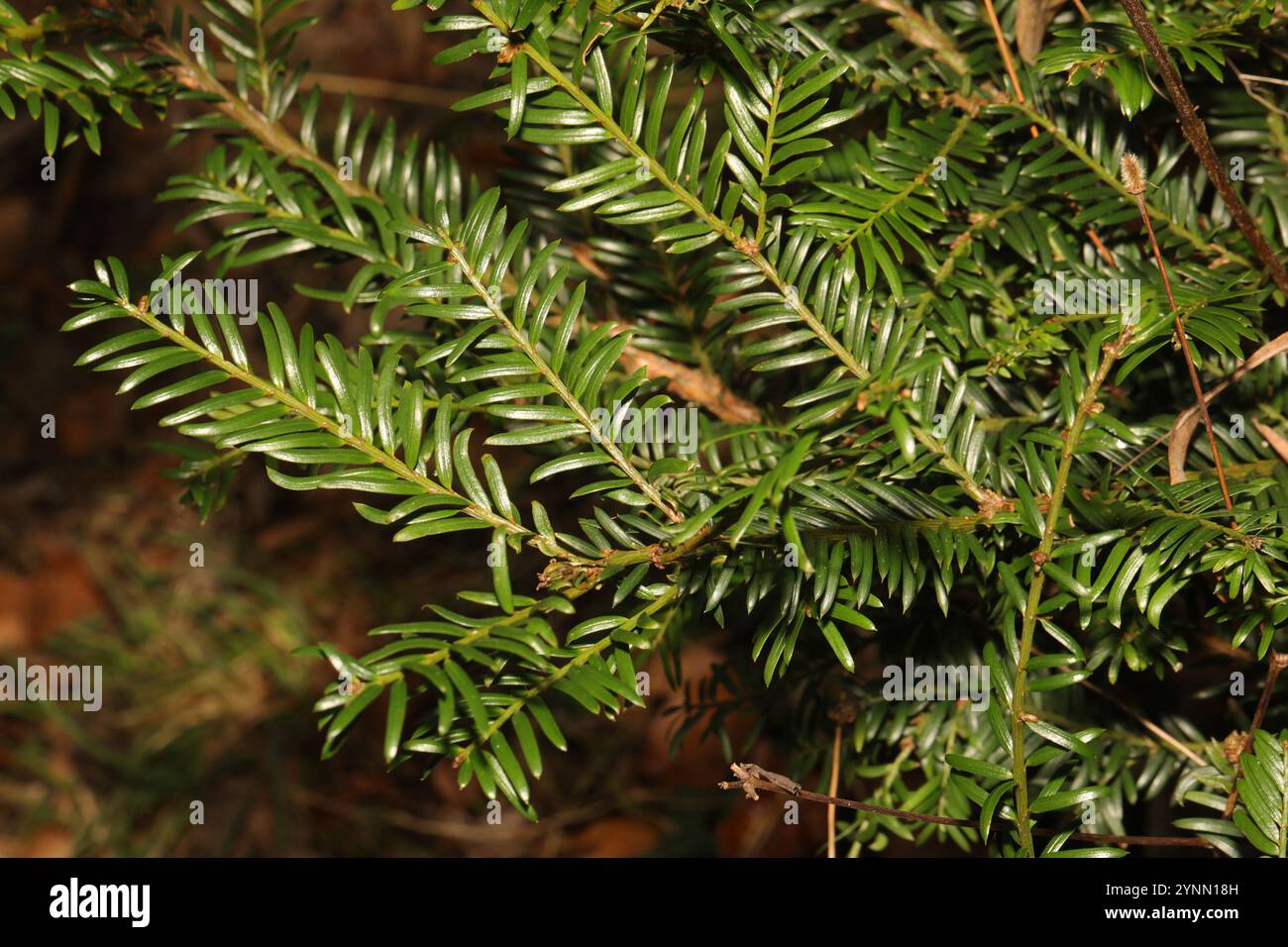 common yew (Taxus baccata Stock Photo - Alamy