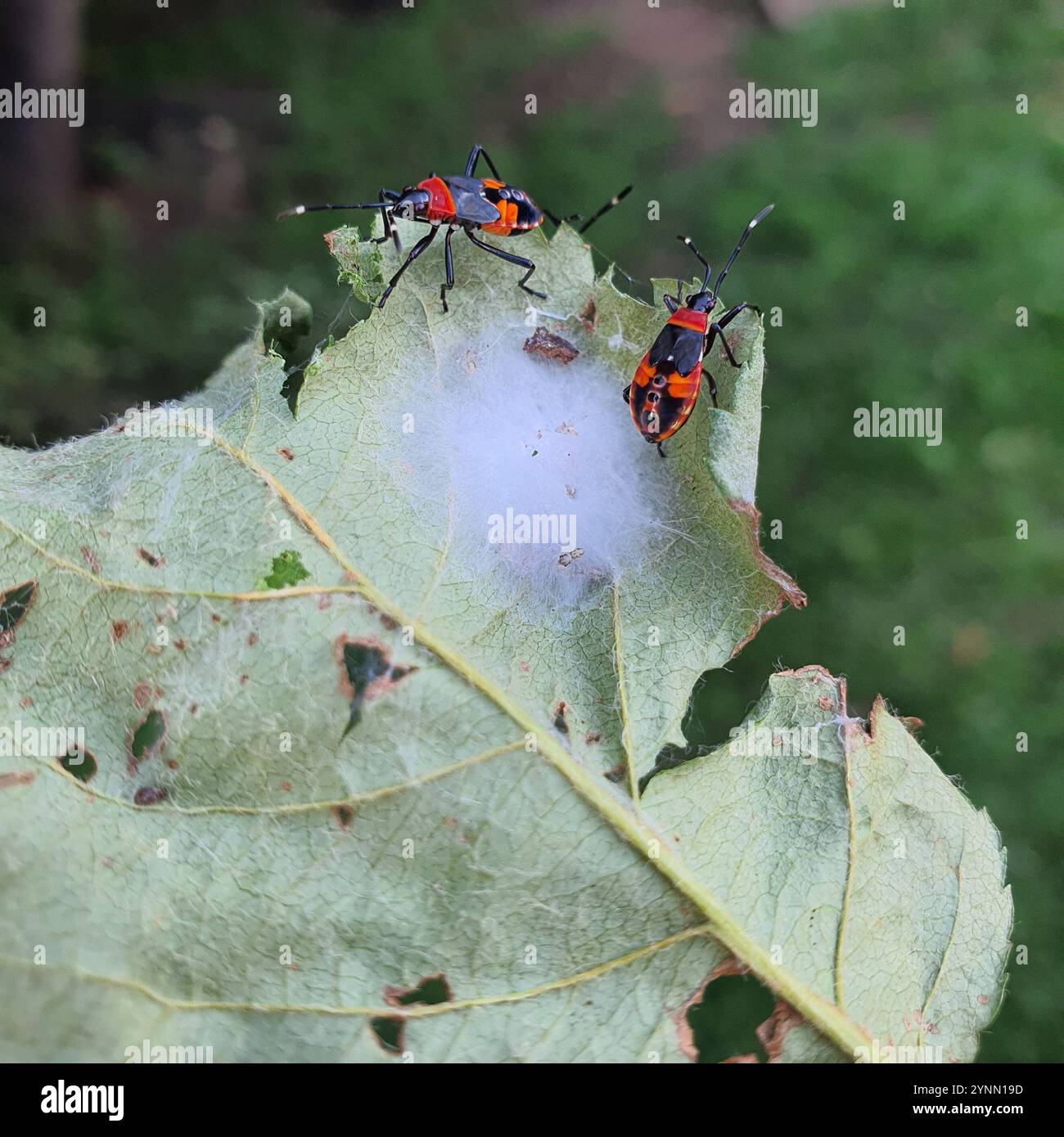 Dindymus versicolor hi-res stock photography and images - Alamy