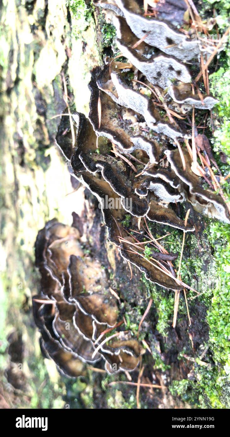 Smoky polypore (Bjerkandera adusta Stock Photo - Alamy