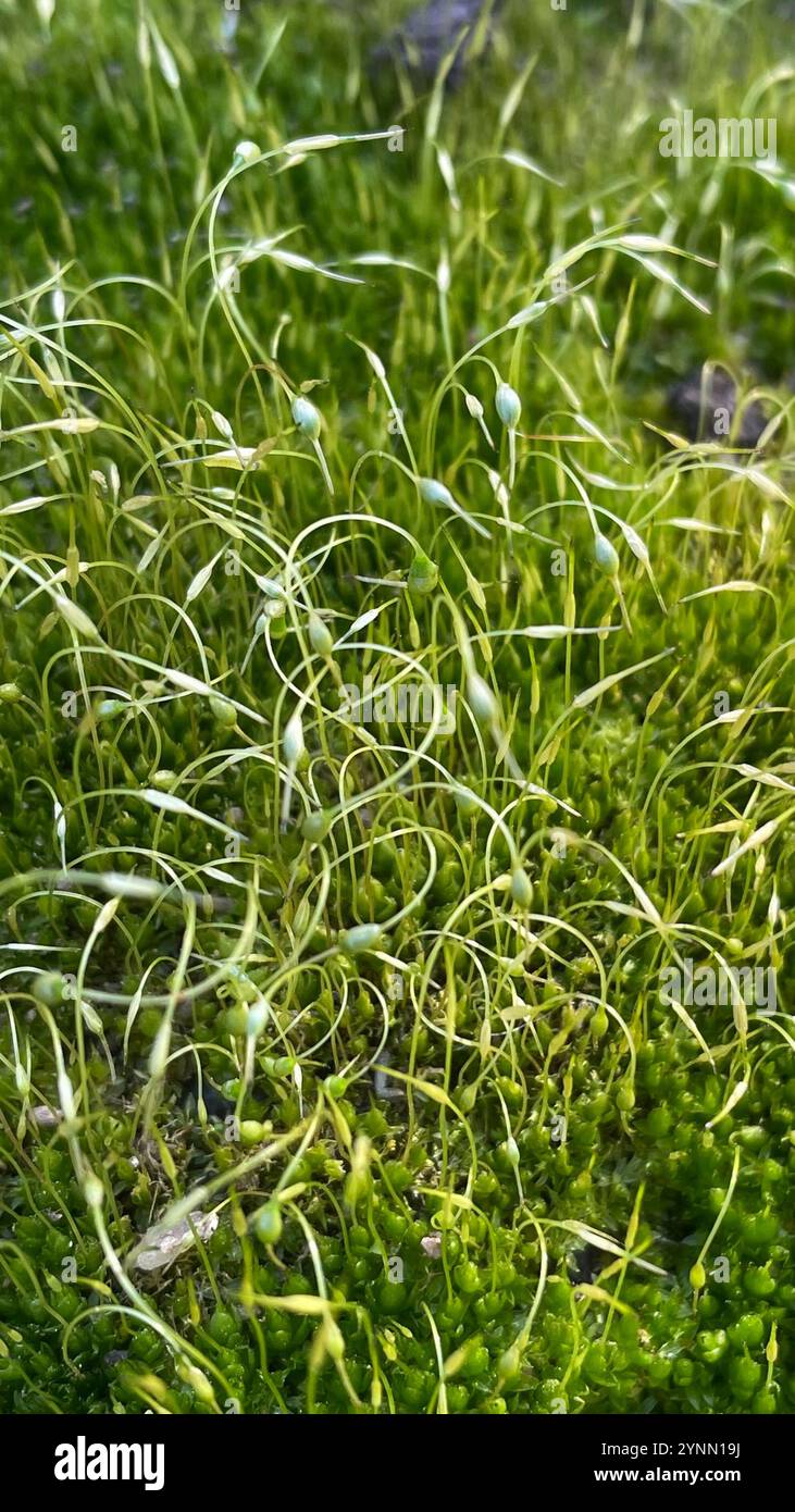 Bonfire moss (Funaria hygrometrica Stock Photo - Alamy