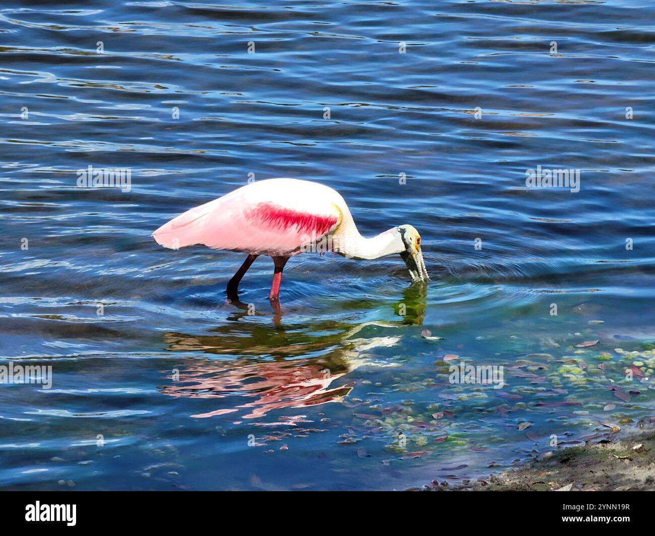 Roseate Spoonbill (Platalea ajaja Stock Photo - Alamy