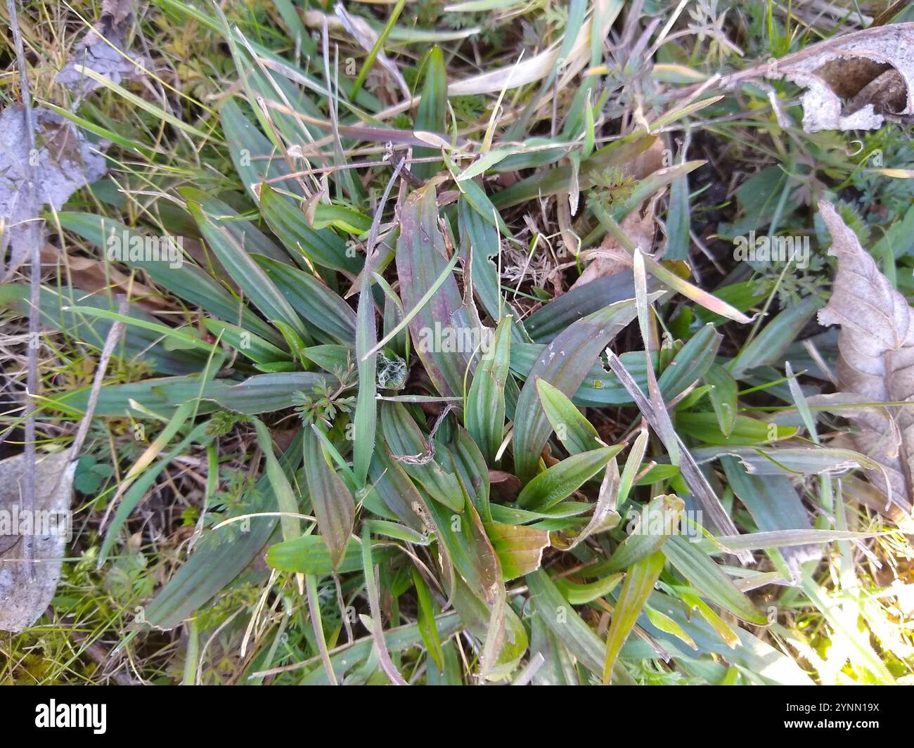 ribwort plantain (Plantago lanceolata Stock Photo - Alamy