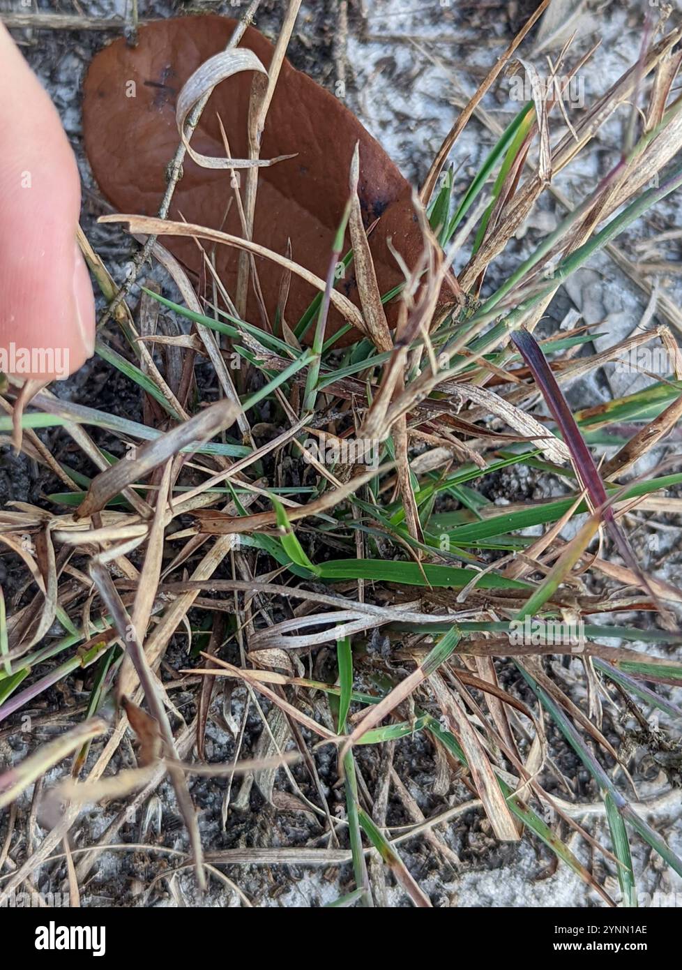 Natal grass (Melinis repens Stock Photo - Alamy