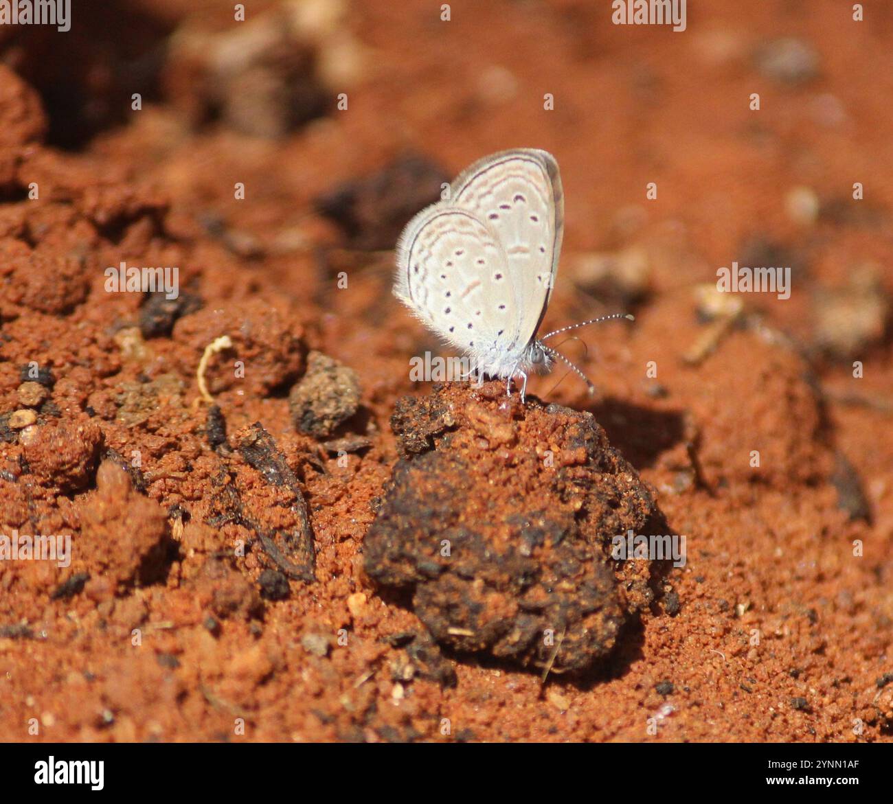 Tiny Grass Blue (Zizula hylax Stock Photo - Alamy
