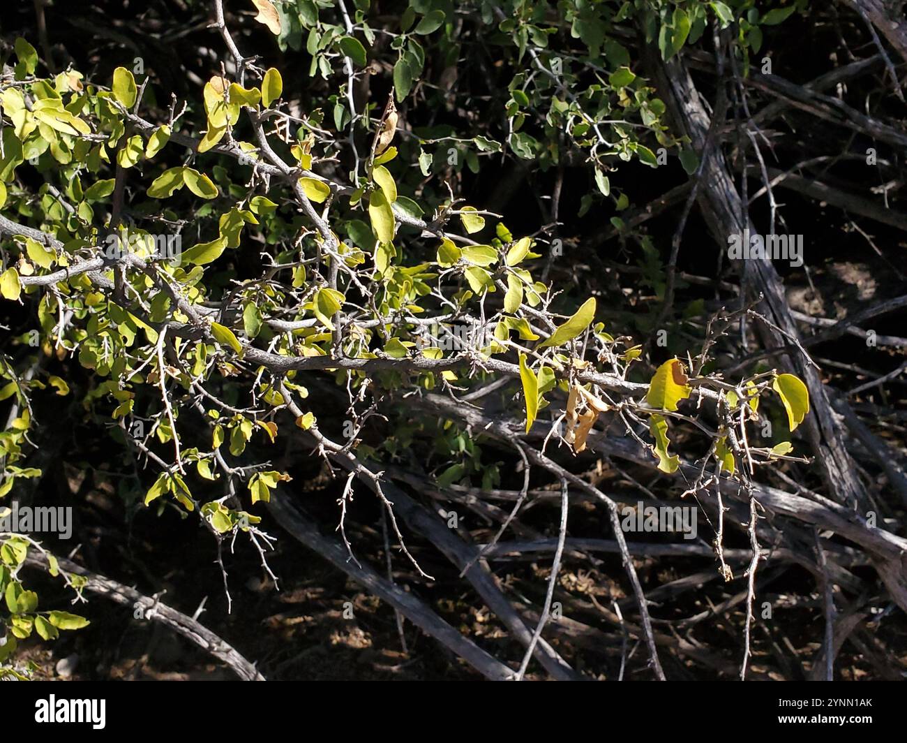 spiny hackberry (Celtis pallida Stock Photo - Alamy