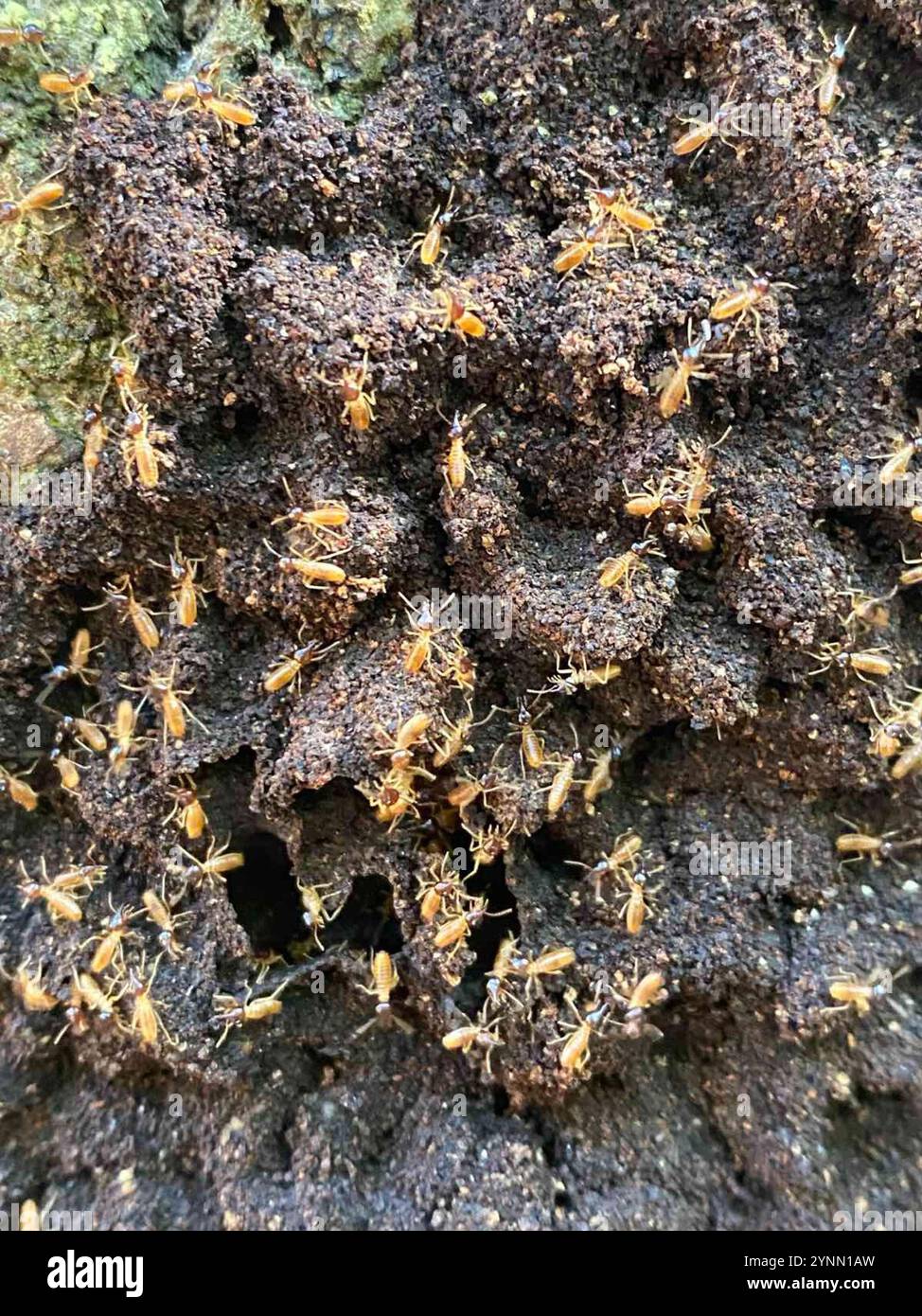 Conehead Termites (Nasutitermes Stock Photo - Alamy