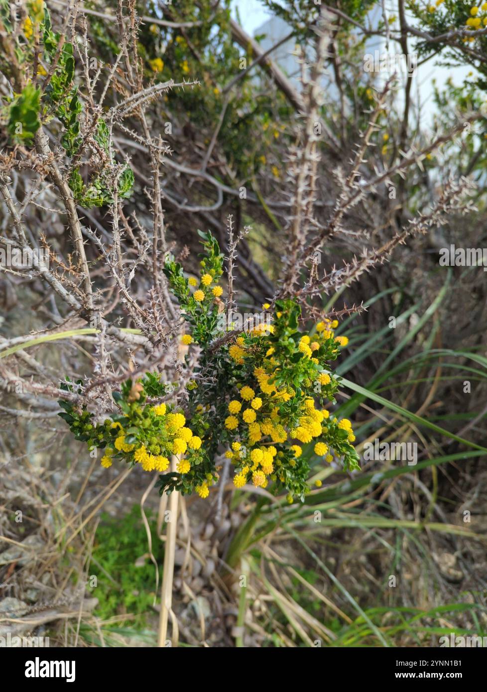 Kangaroo thorn (Acacia paradoxa Stock Photo - Alamy
